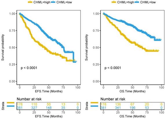 High expression of CHML predicts poor prognosis of multiple myeloma