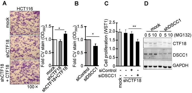 DNA Replication and Sister Chromatid Cohesion 1 (DSCC1) of the ...