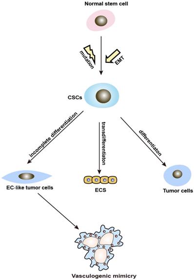 Molecular Mechanisms and Anticancer Therapeutic Strategies in ...