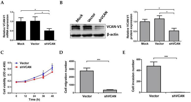 Up-regulation of EMT-related gene VCAN by NPM1 mutant-driven TGF-β/cPML ...