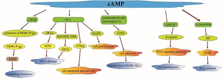 A perspective profile of ADCY1 in cAMP signaling with drug-resistance ...