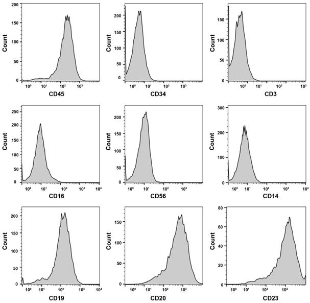 Cancer Stem Cells of Diffuse Large B Cell Lymphoma Are Not Enriched in ...