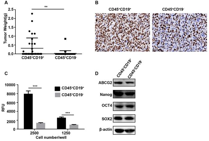 Cancer Stem Cells of Diffuse Large B Cell Lymphoma Are Not Enriched in ...