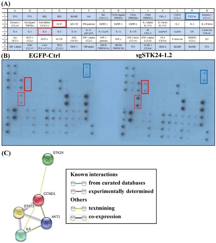Knockdown of serine/threonine-protein kinase 24 promotes tumorigenesis ...