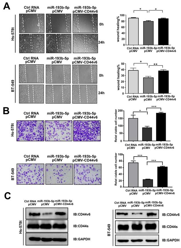CD44v6 Targeted by miR-193b-5p in the Coding Region Modulates the ...