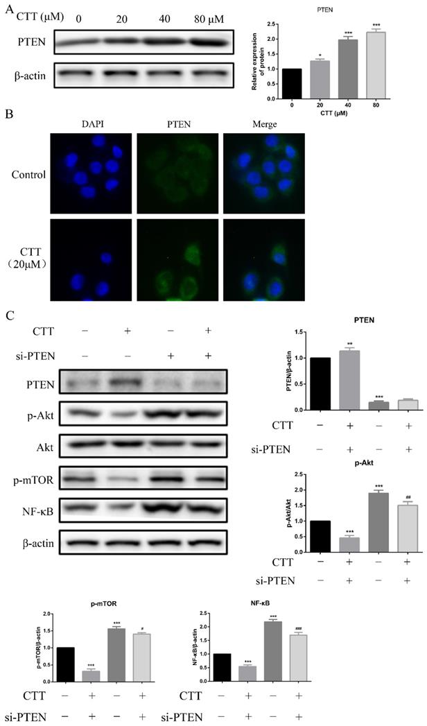 Cryptotanshinone Inhibites Bladder Cancer Cell Proliferation and ...
