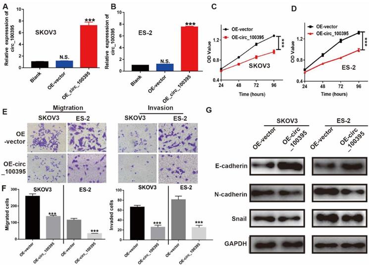 CircRNA_100395 inhibits cell proliferation and metastasis in ovarian ...
