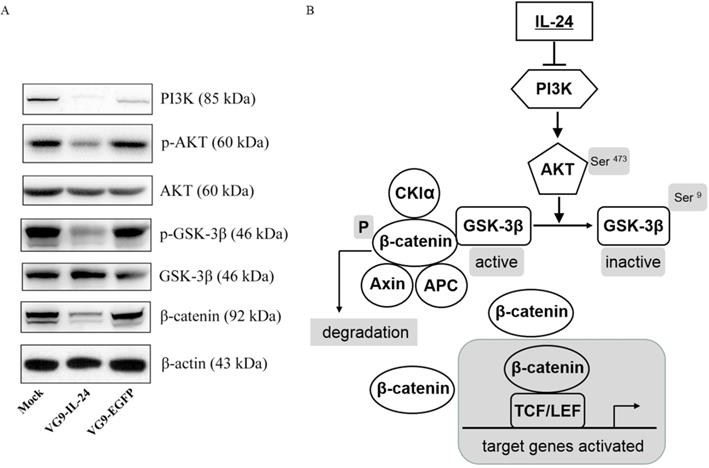 Target Therapy With Vaccinia Virus Harboring IL-24 For Human Breast Cancer