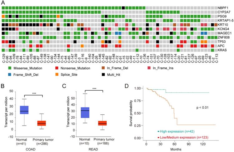 The somatic mutation landscape of Chinese Colorectal Cancer