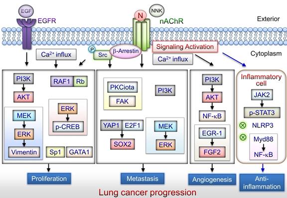 Nicotinic-nAChR signaling mediates drug resistance in lung cancer
