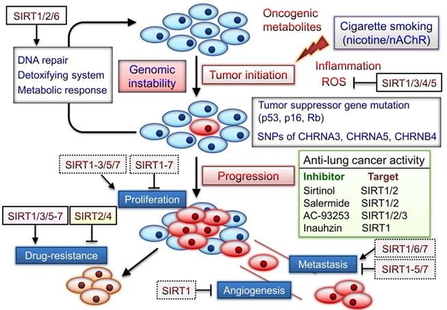 Nicotinic-nAChR signaling mediates drug resistance in lung cancer