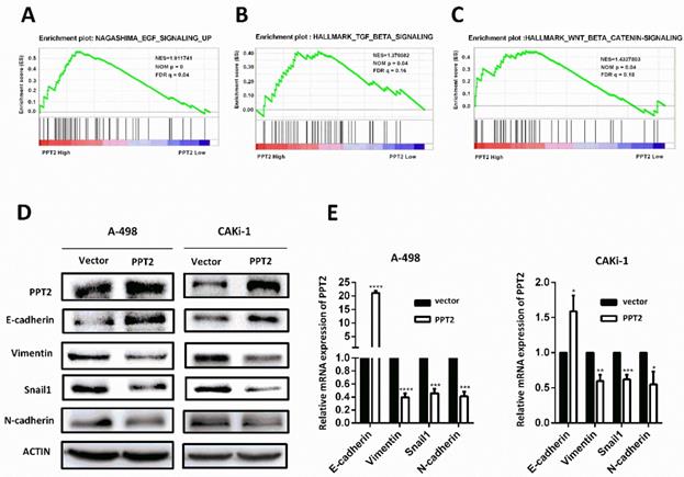 Overexpression of PPT2 Represses the Clear Cell Renal Cell Carcinoma ...