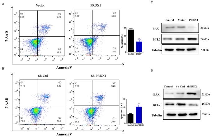 Up-regulation of peroxiredoxin-1 promotes cell proliferation and ...