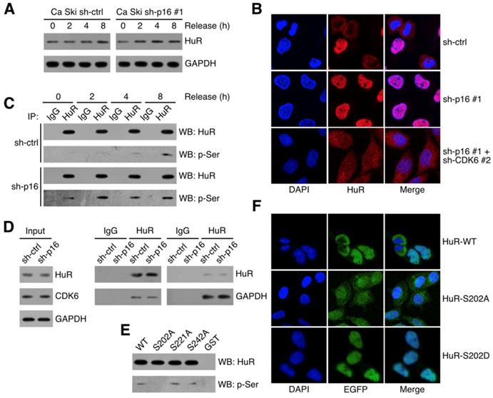 p16 promotes proliferation in cervical carcinoma cells through CDK6-HuR ...