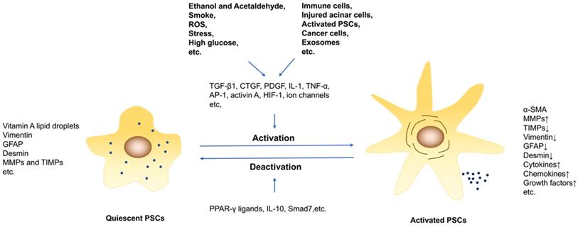 Molecular Mechanism of Pancreatic Stellate Cells Activation in Chronic ...