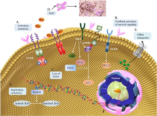 Fgfr3 Pathway