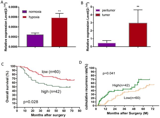 MicroRNA-19a-3p regulates cell growth through modulation of the PIK3IP1 ...