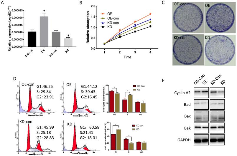 MicroRNA-19a-3p regulates cell growth through modulation of the PIK3IP1 ...