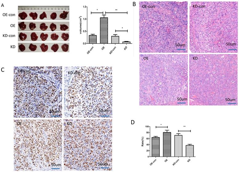 MicroRNA-19a-3p regulates cell growth through modulation of the PIK3IP1 ...