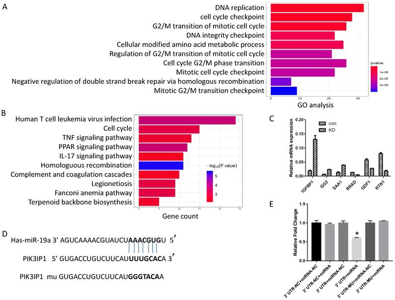 MicroRNA-19a-3p regulates cell growth through modulation of the PIK3IP1 ...