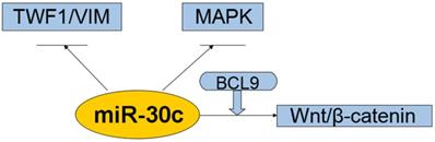 Role of MicroRNA-30c in cancer progression
