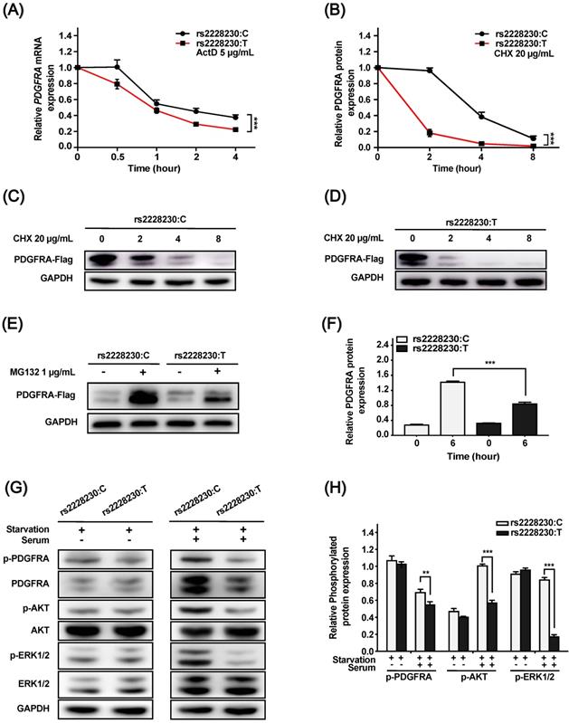 A Functional Synonymous Variant in PDGFRA Is Associated with Better ...