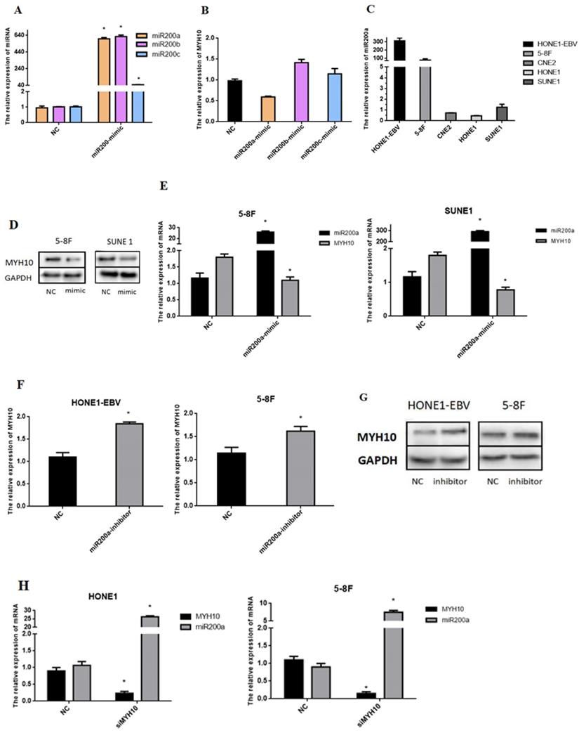 MiR-200a Regulates Nasopharyngeal Carcinoma Cell Migration and Invasion ...