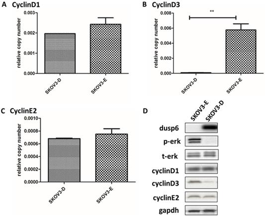 Overexpression of DUSP6 enhances chemotherapy-resistance of ovarian ...
