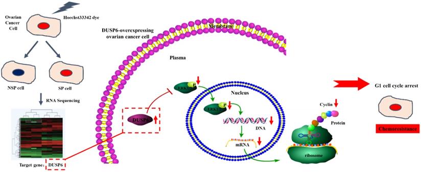 Overexpression of DUSP6 enhances chemotherapy-resistance of ovarian ...