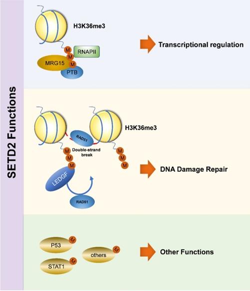Histone methyltransferase SETD2: a potential tumor suppressor in solid ...