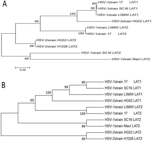 Transcriptional Regulation of Latency-Associated Transcripts (LATs) of ...