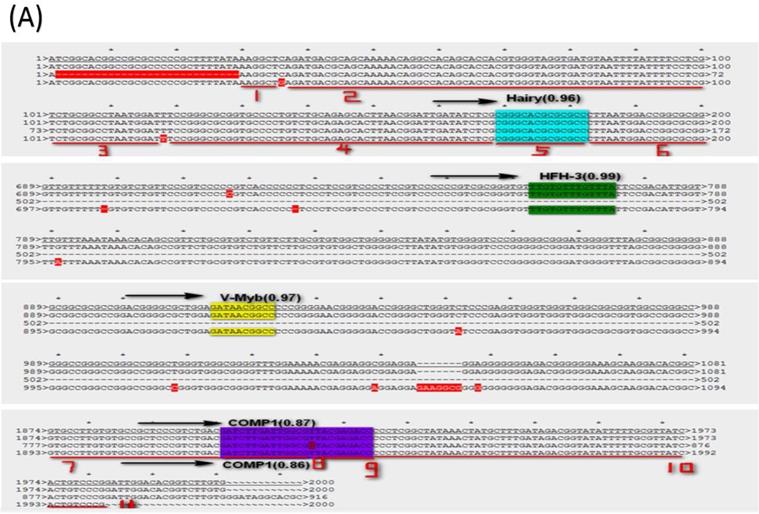 Transcriptional Regulation of Latency-Associated Transcripts (LATs) of ...
