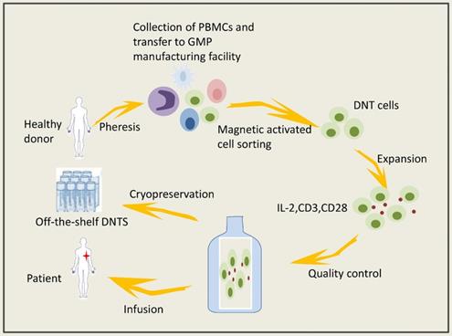 DNT Cell-based Immunotherapy: Progress and Applications