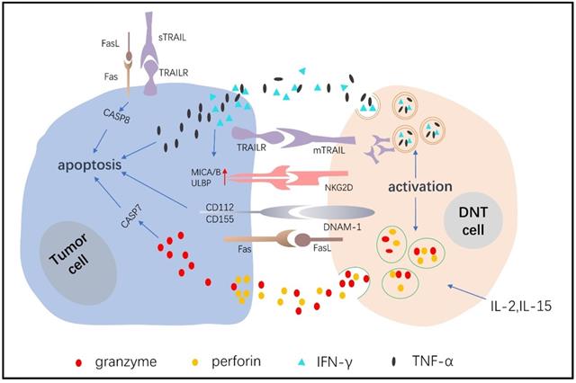 DNT Cell-based Immunotherapy: Progress and Applications