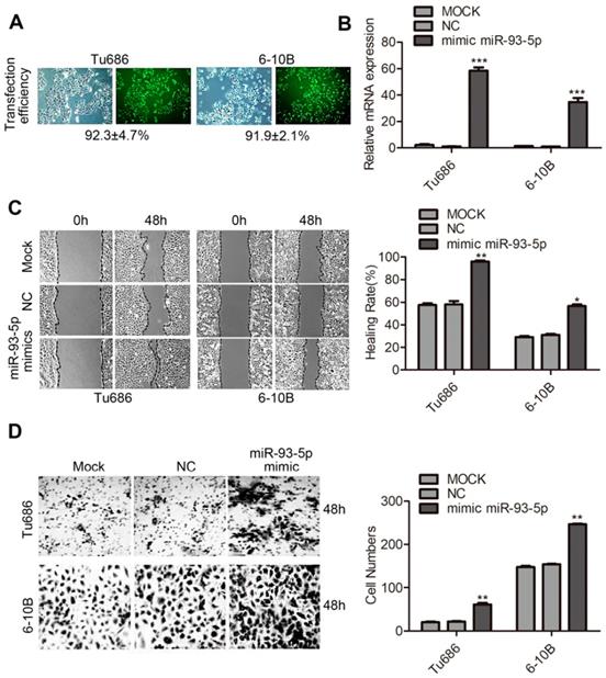 miR-93-5p enhances migration and invasion by targeting RGMB in squamous ...