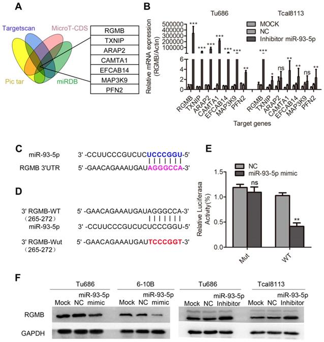 miR-93-5p enhances migration and invasion by targeting RGMB in squamous ...