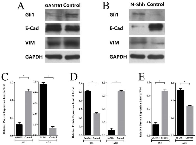 Sonic Hedgehog/Gli1 Signaling Pathway Regulates Cell Migration and ...