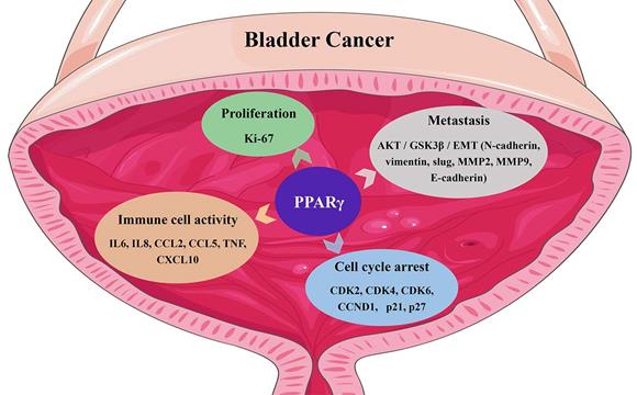 The role and function of PPARγ in bladder cancer