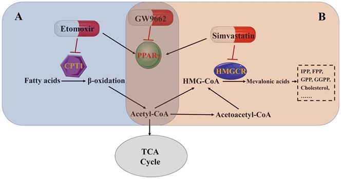 The role and function of PPARγ in bladder cancer