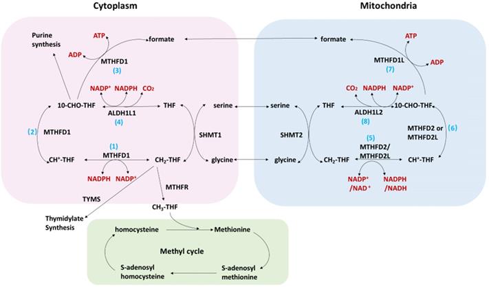 High expression of folate cycle enzyme MTHFD1L correlates with poor ...