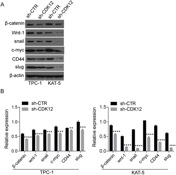 CDK12 promotes papillary thyroid cancer progression through regulating ...