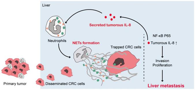 IL-8 mediates a positive loop connecting increased neutrophil ...