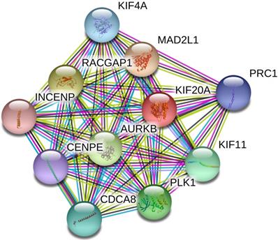 Knockdown of Kif20a inhibits growth of tumors in soft tissue sarcoma in ...
