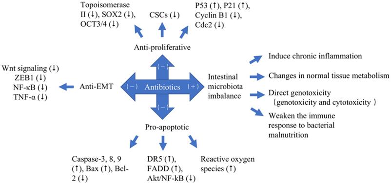 Antibiotics for cancer treatment: A double-edged sword