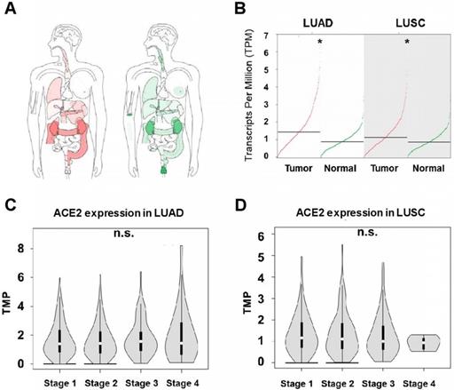Expression of the SARS-CoV-2 receptor ACE2 reveals the susceptibility ...