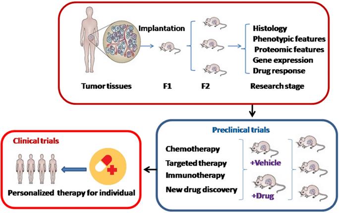 The Application of Patient-Derived Xenograft Models in Gynecologic Cancers