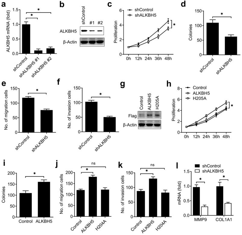 ALKBH5 regulates IGF1R expression to promote the Proliferation and ...