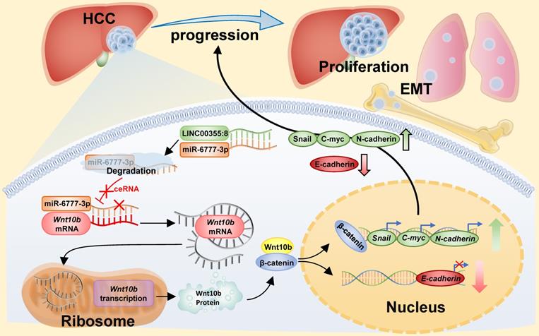 LINC00355:8 promotes cell proliferation and migration with invasion via ...