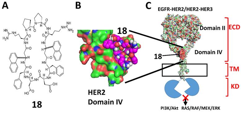 In vivo studies of a peptidomimetic that targets EGFR dimerization in NSCLC