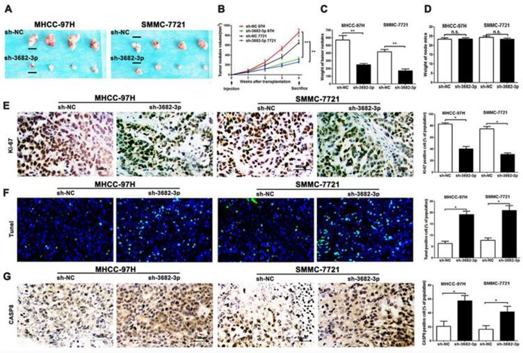 High-matrix-stiffness induces promotion of hepatocellular carcinoma ...